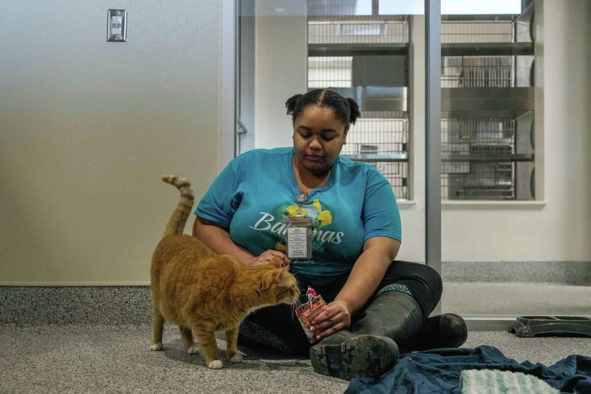 Harris County shelter volunteers demand changes over cruelty concerns