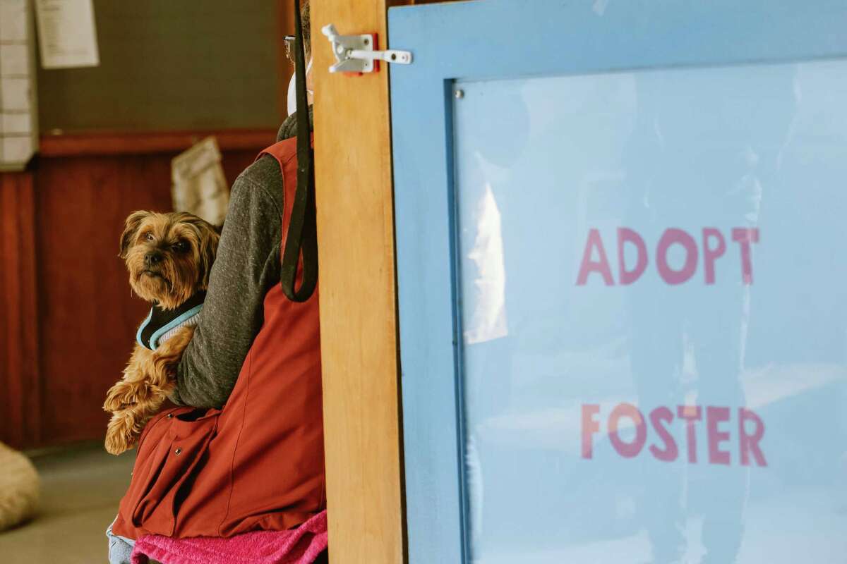 S.F.'s older adoptable dogs await homes at special weekend event