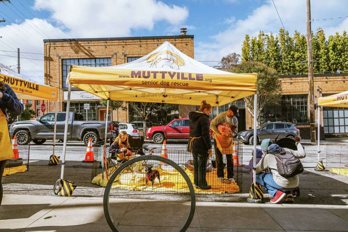S.F.'s older adoptable dogs await homes at special weekend event