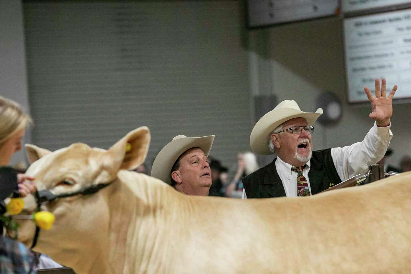 S.A. Stock Show & Rodeo grand champion steer sets auction record