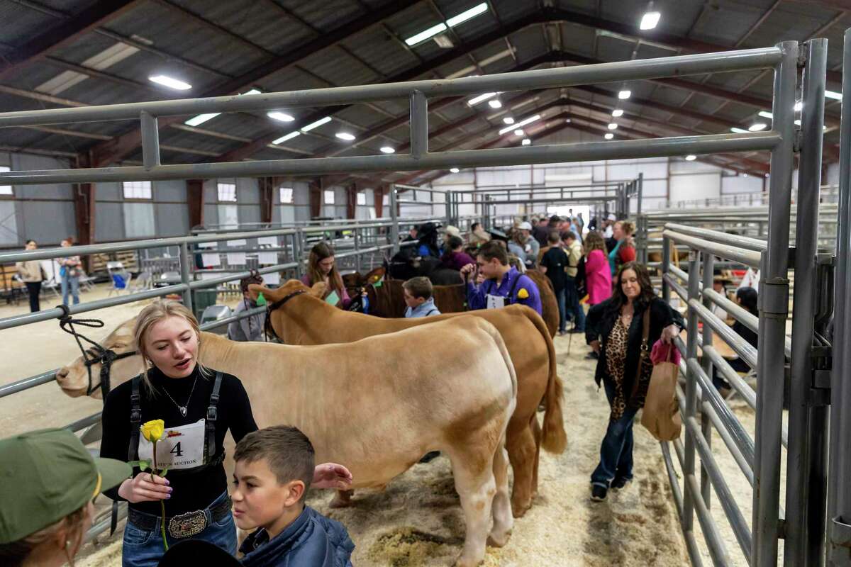 S.A. Stock Show & Rodeo grand champion steer sets auction record