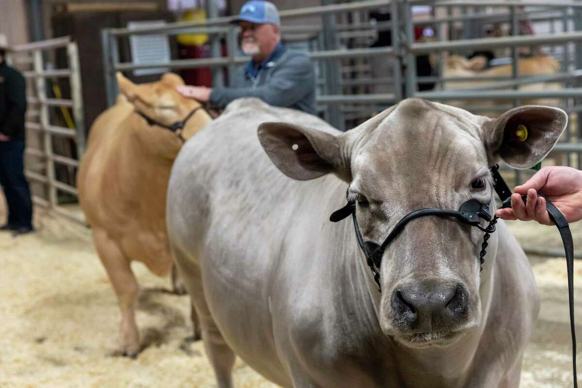 S.A. Stock Show & Rodeo grand champion steer sets auction record