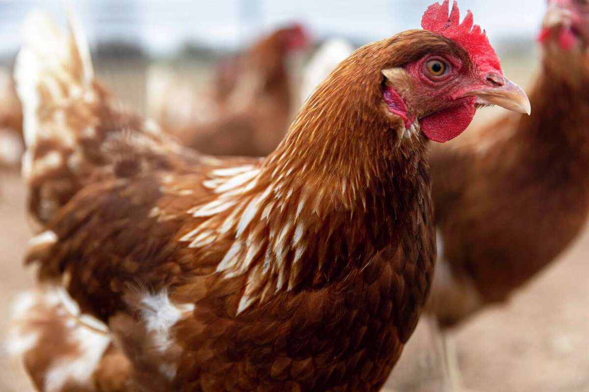 As avian flu endures, Texas farmers try to protect flocks