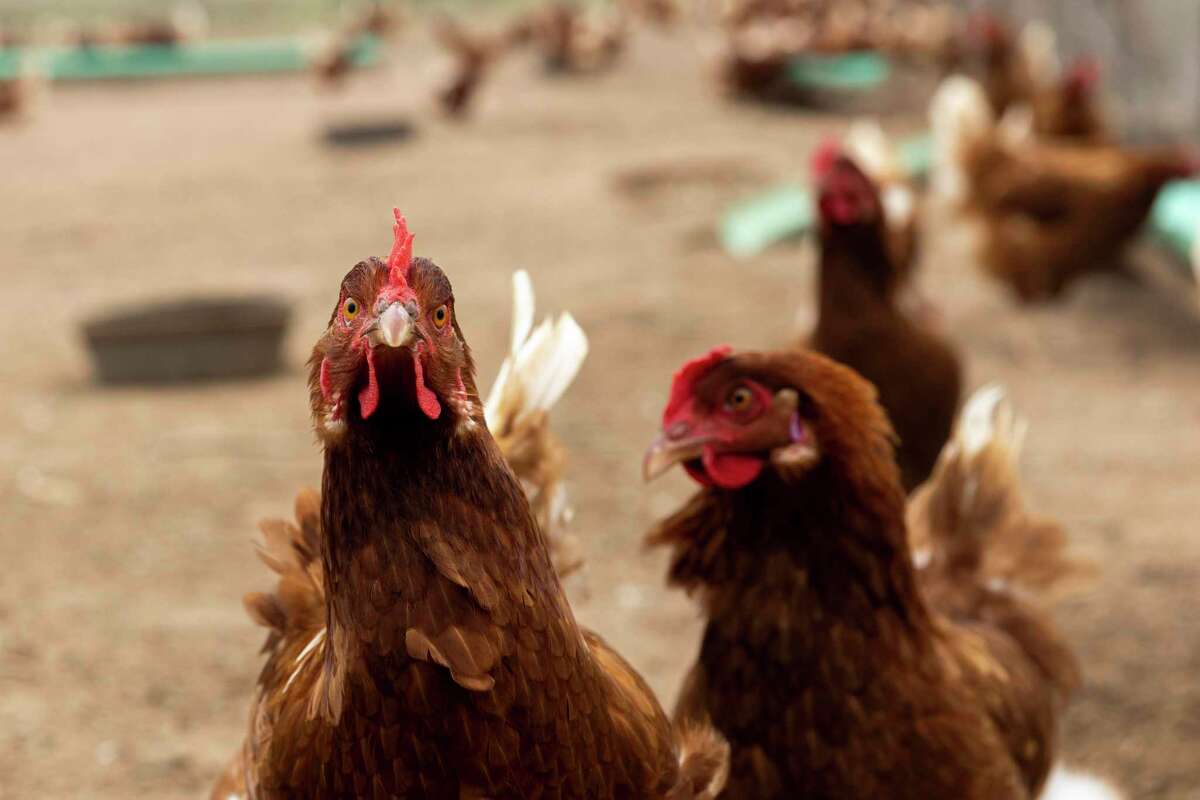 As avian flu endures, Texas farmers try to protect flocks