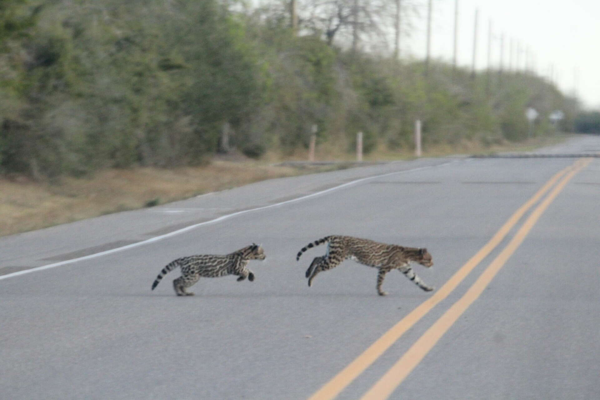 'Rare' ocelots caught running across South Texas road