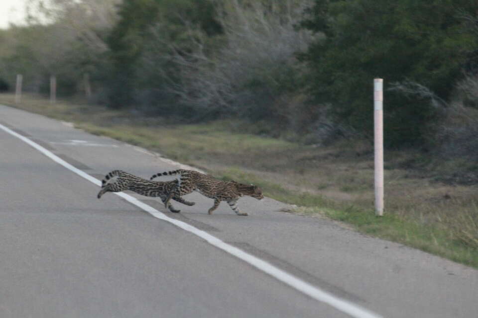 'Rare' ocelots caught running across South Texas road