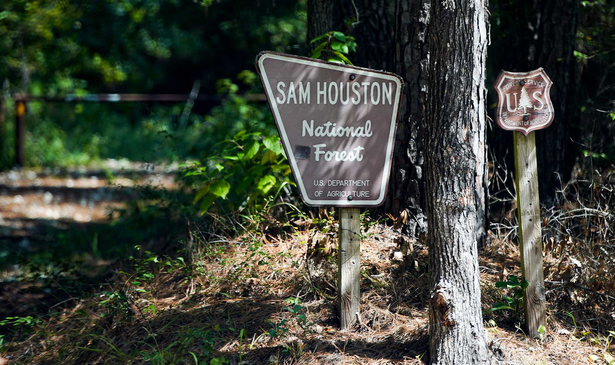 What to know about Sam Houston National Forest in Texas