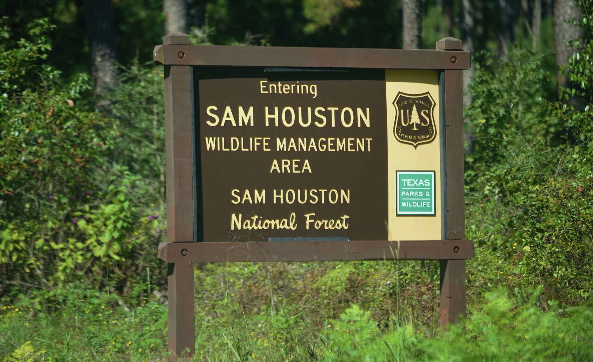 What to know about Sam Houston National Forest in Texas