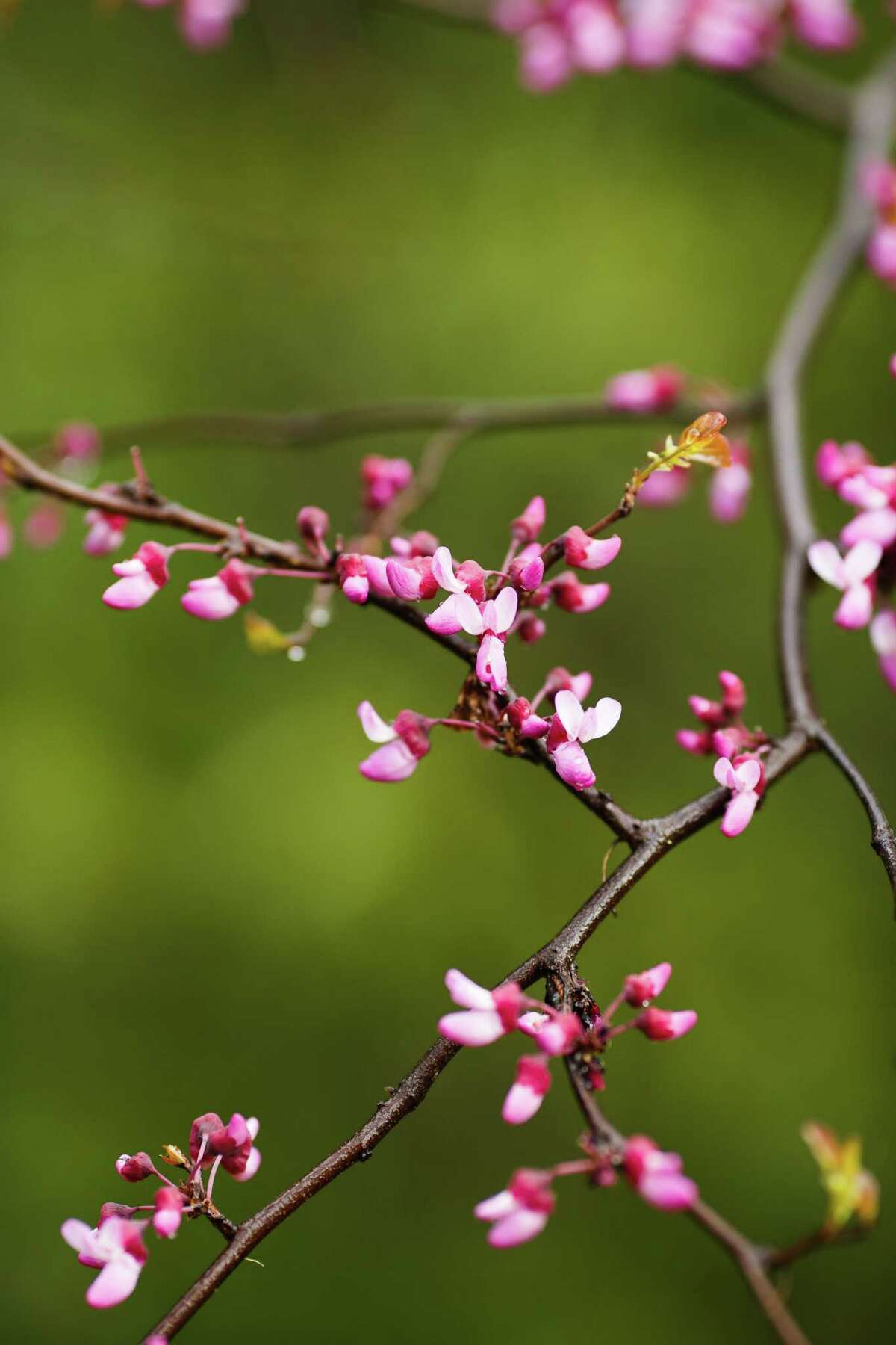 Texas native redbud trees provide year-round interest