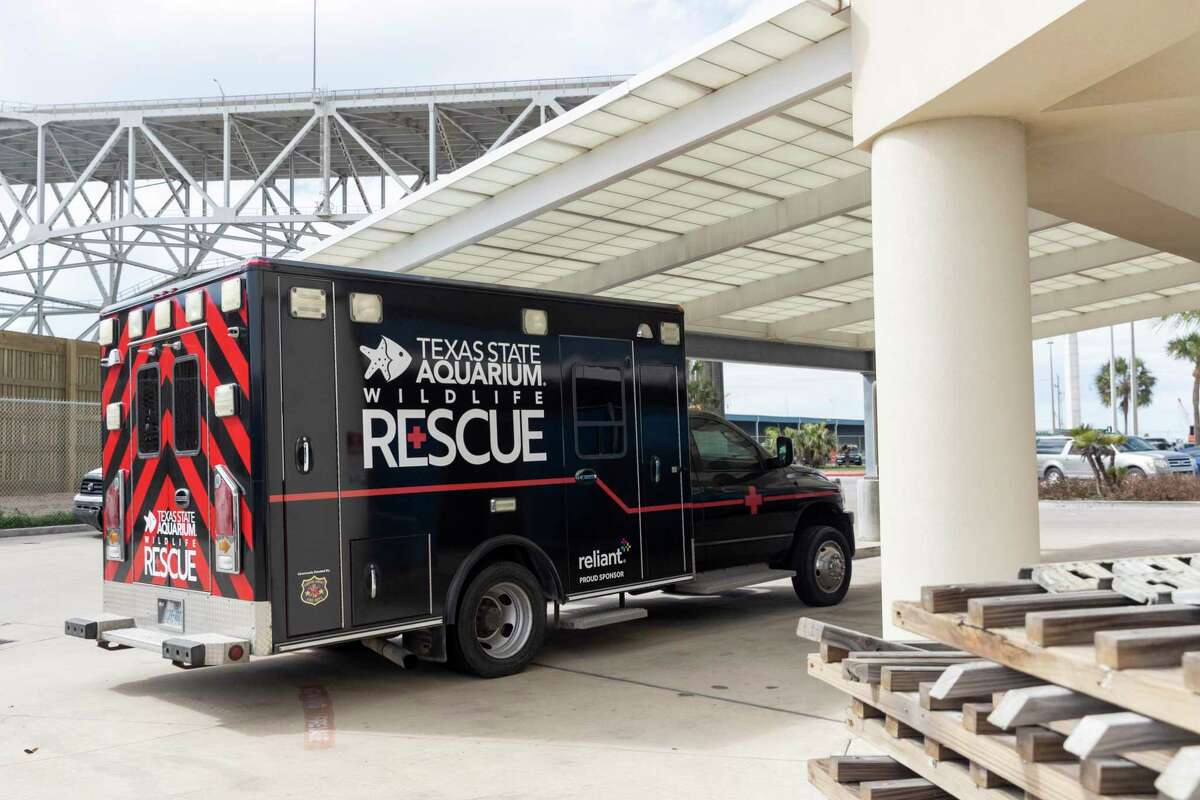 Aquarium’s rescue center lets public watch wildlife being saved