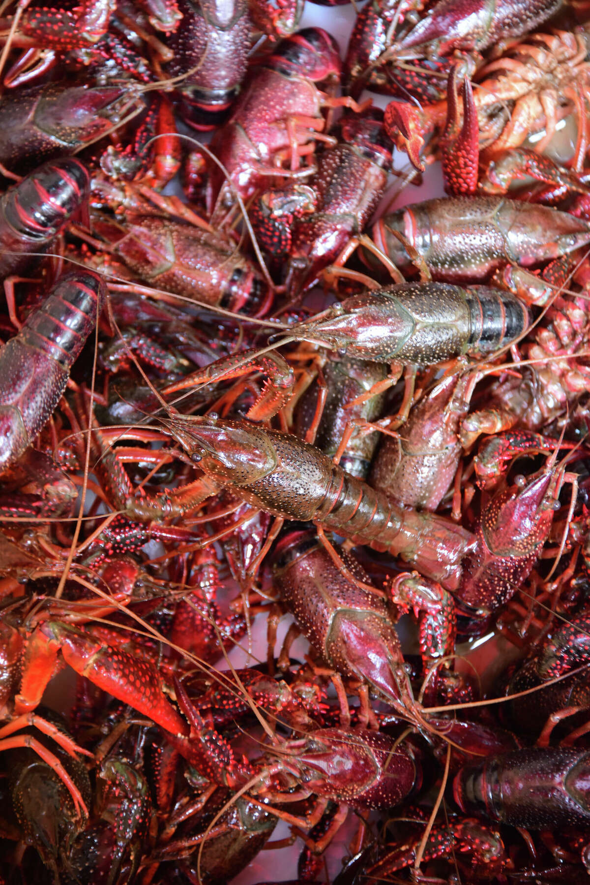 Chefs Jason Dady and Sarah Penrod dish on crawfish season in S.A.