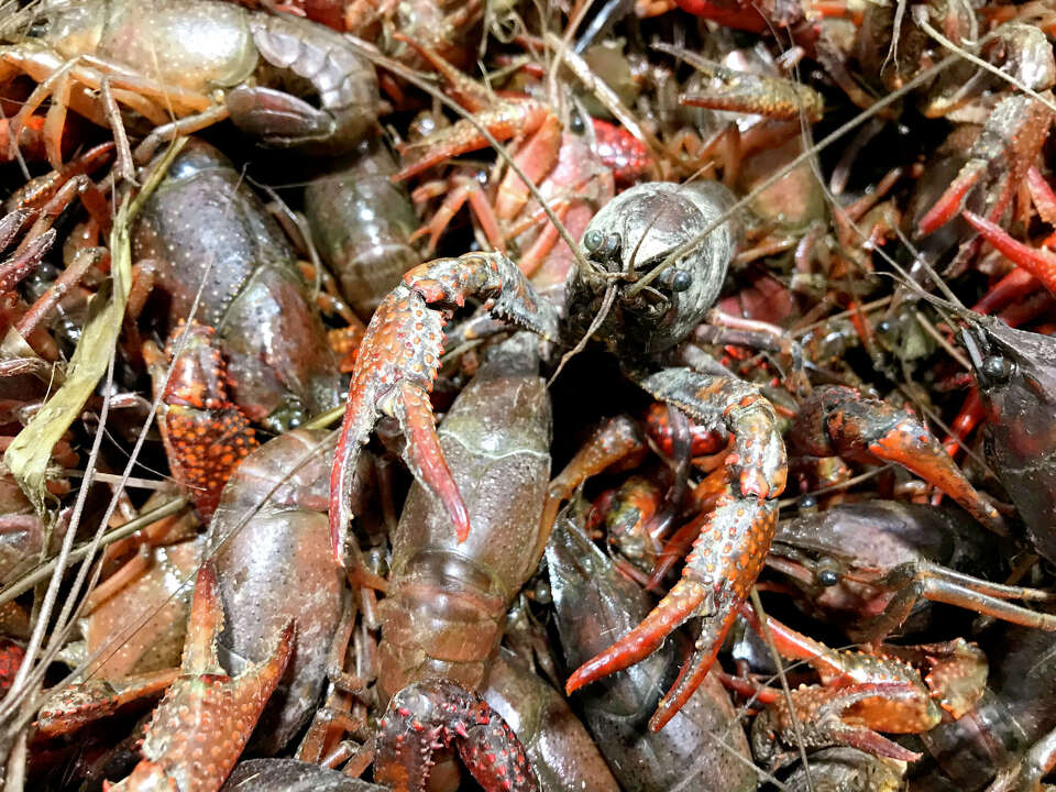 Chefs Jason Dady and Sarah Penrod dish on crawfish season in S.A.