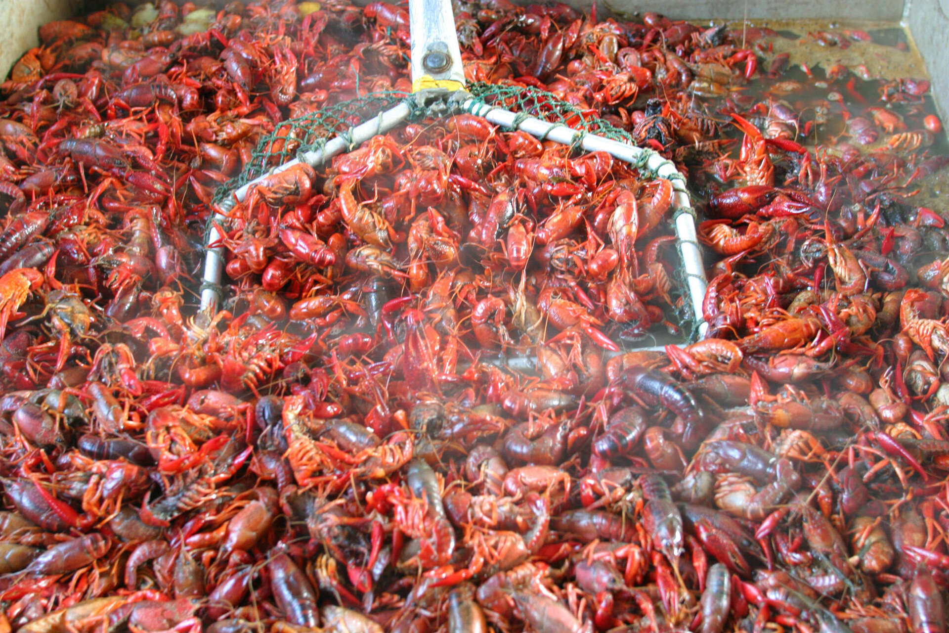 Chefs Jason Dady and Sarah Penrod dish on crawfish season in S.A.