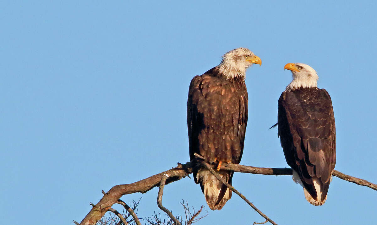 'It's very rare': Bald eagles nest at a Bay Area golf course