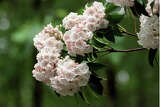 How did mountain laurel become the Connecticut state flower?