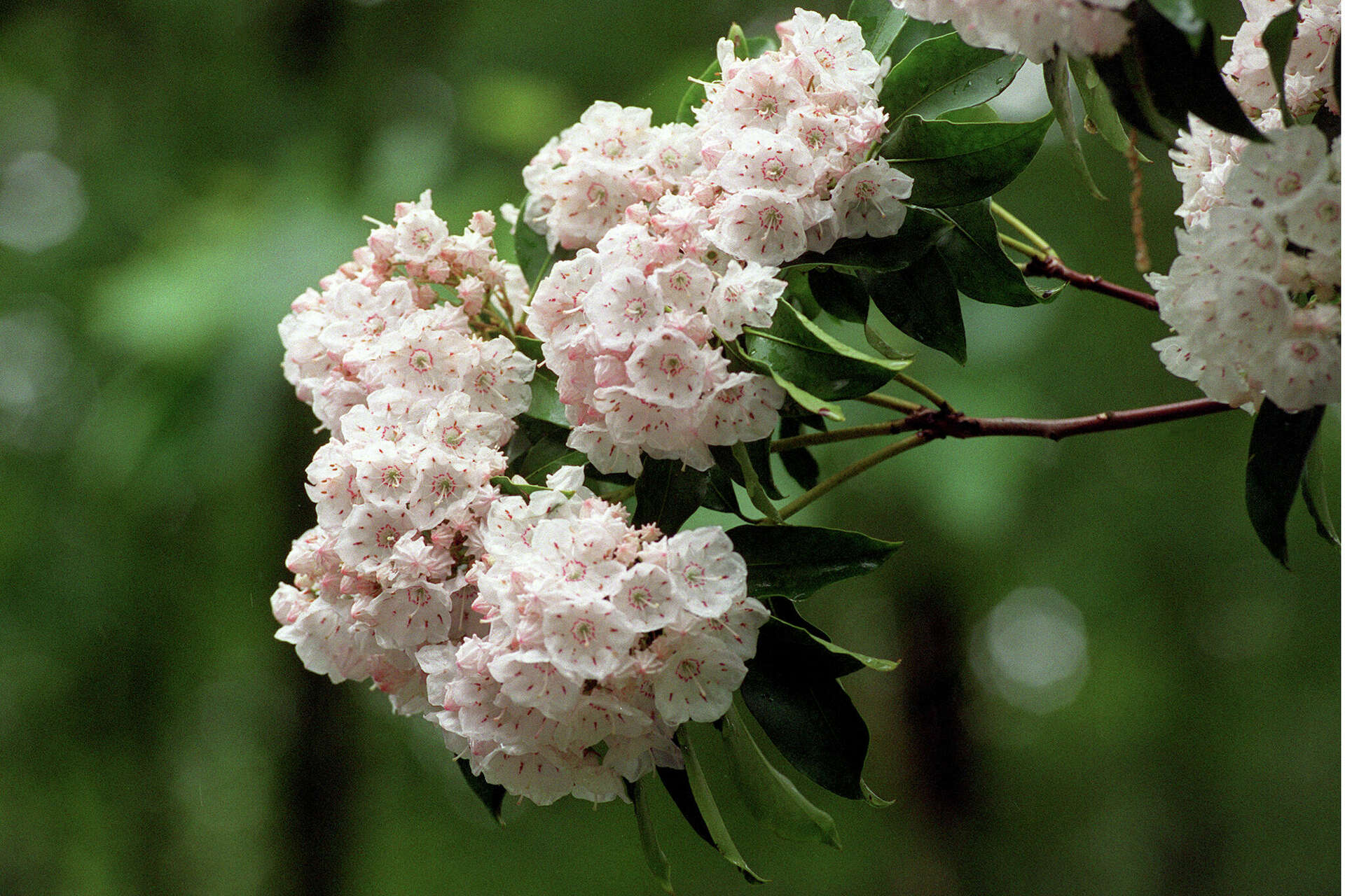 How did mountain laurel become the Connecticut state flower?