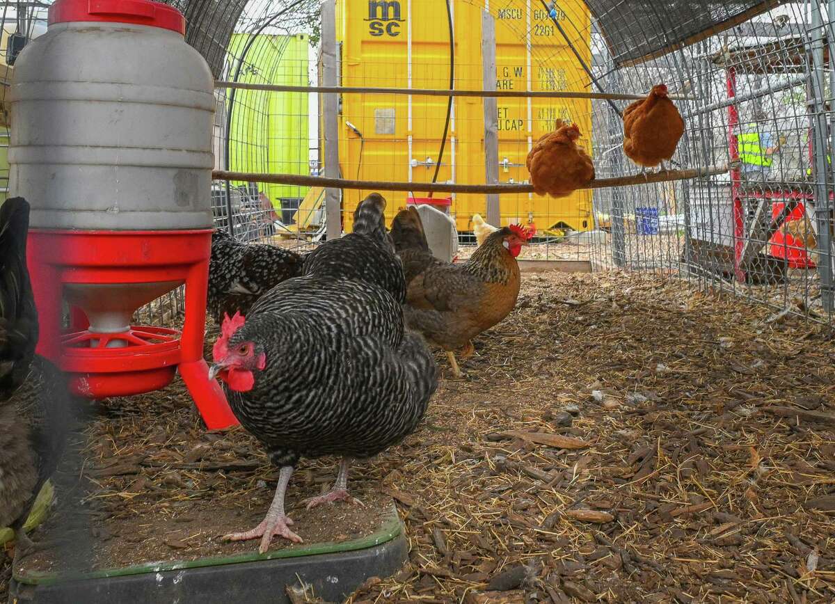 As avian flu endures, Texas farmers try to protect flocks