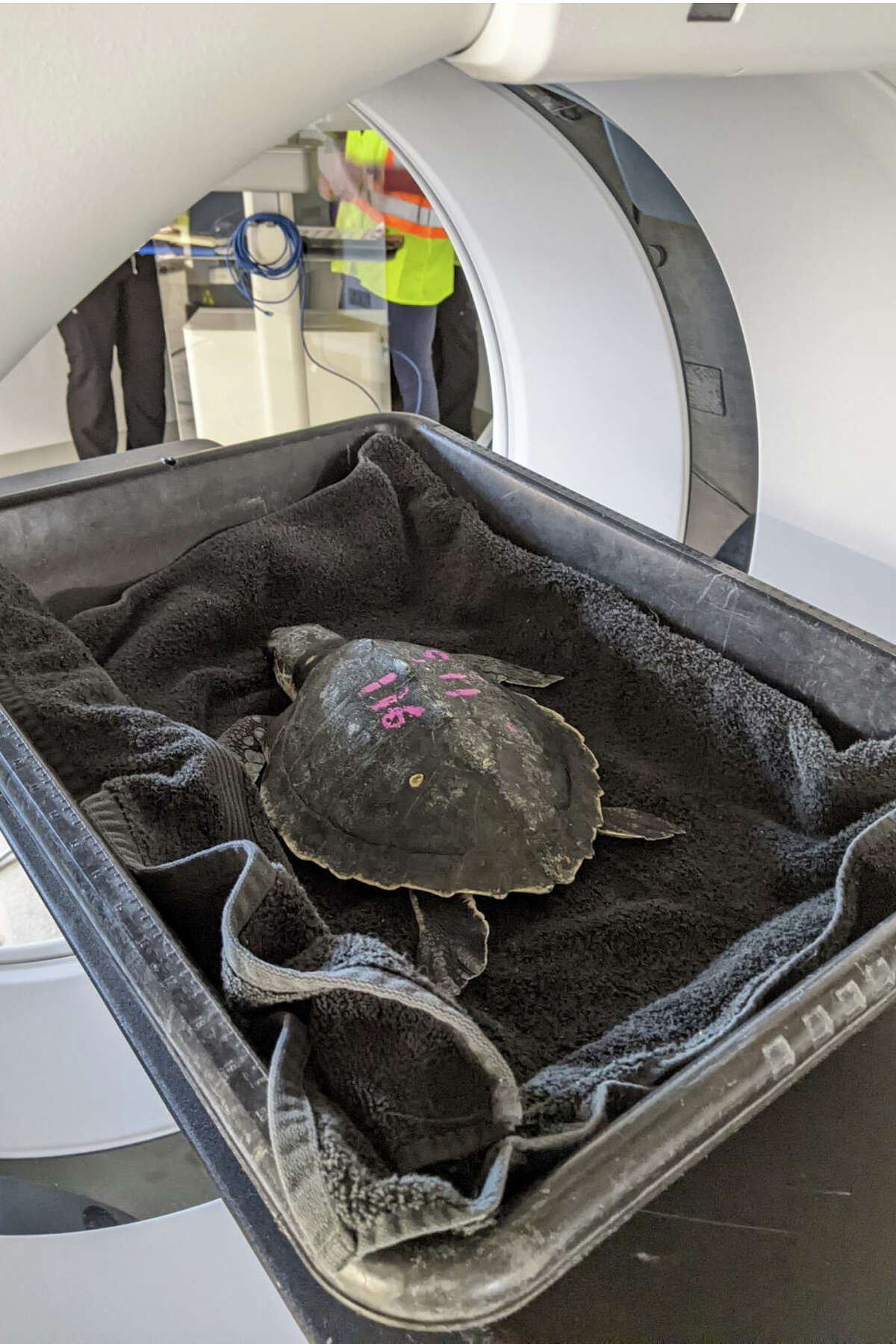 Texas' largest coastal wildlife rescue center is now open