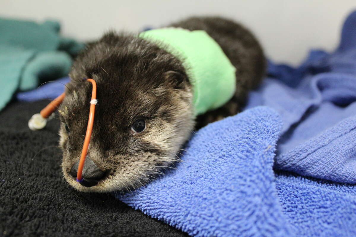 Texas' largest coastal wildlife rescue center is now open