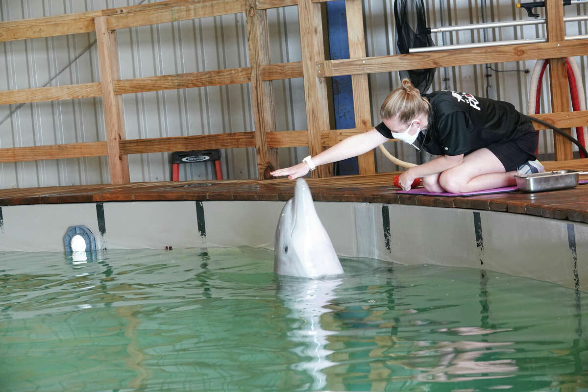 Texas' largest coastal wildlife rescue center is now open