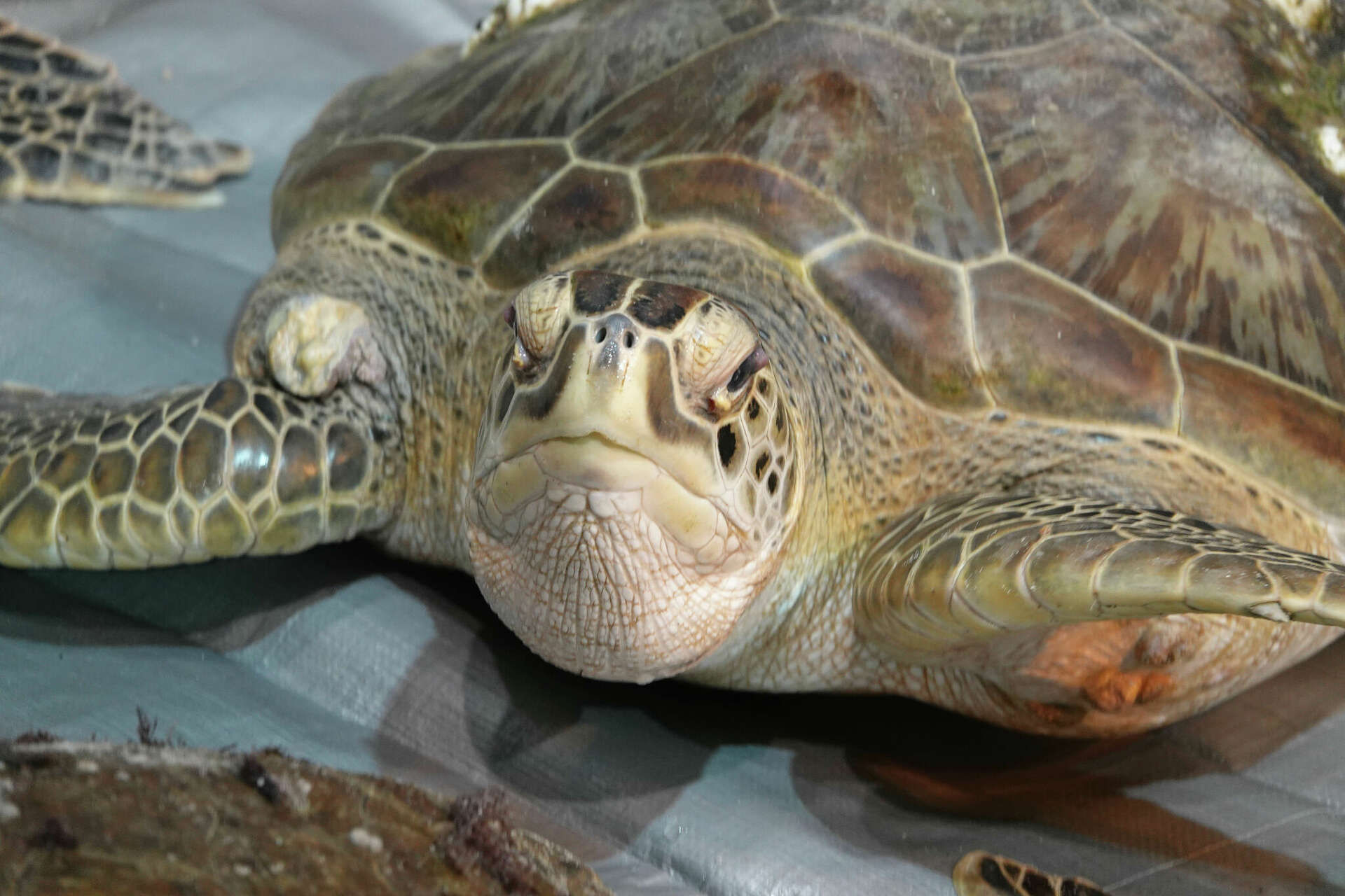 190 sea turtles rescued from Gulf of Mexico after recent cold stun