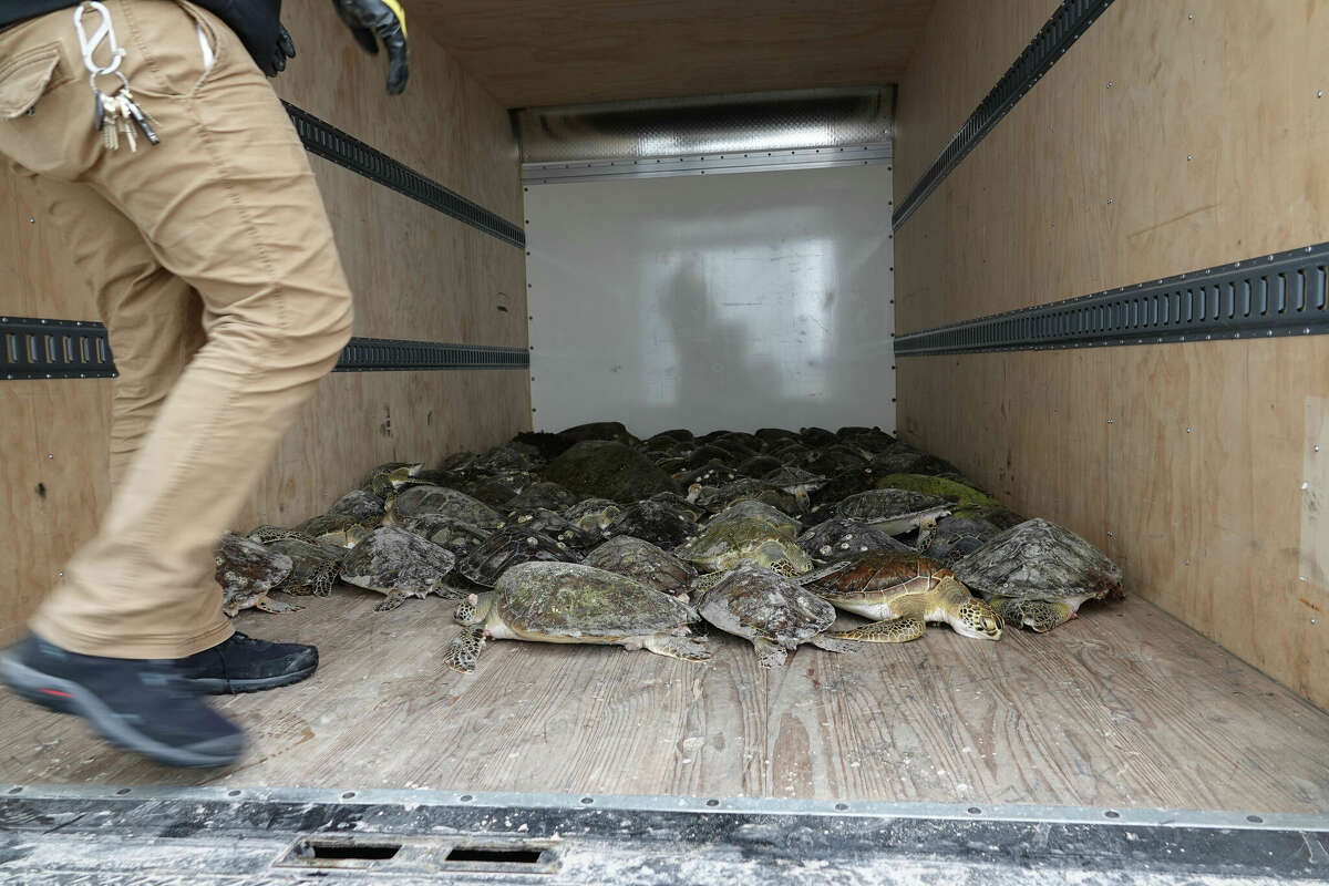 Texas' largest coastal wildlife rescue center is now open