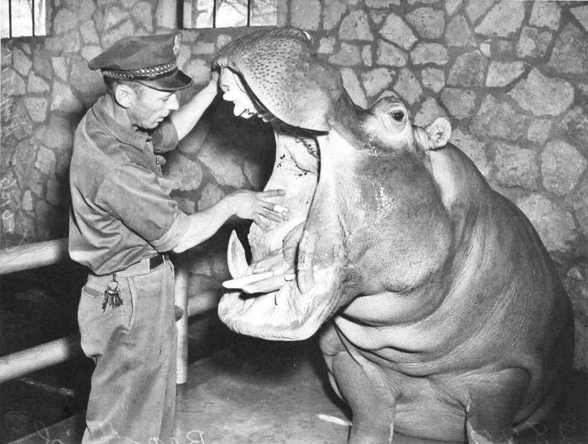 San Antonio Zoo has a long but spotty history with giraffes