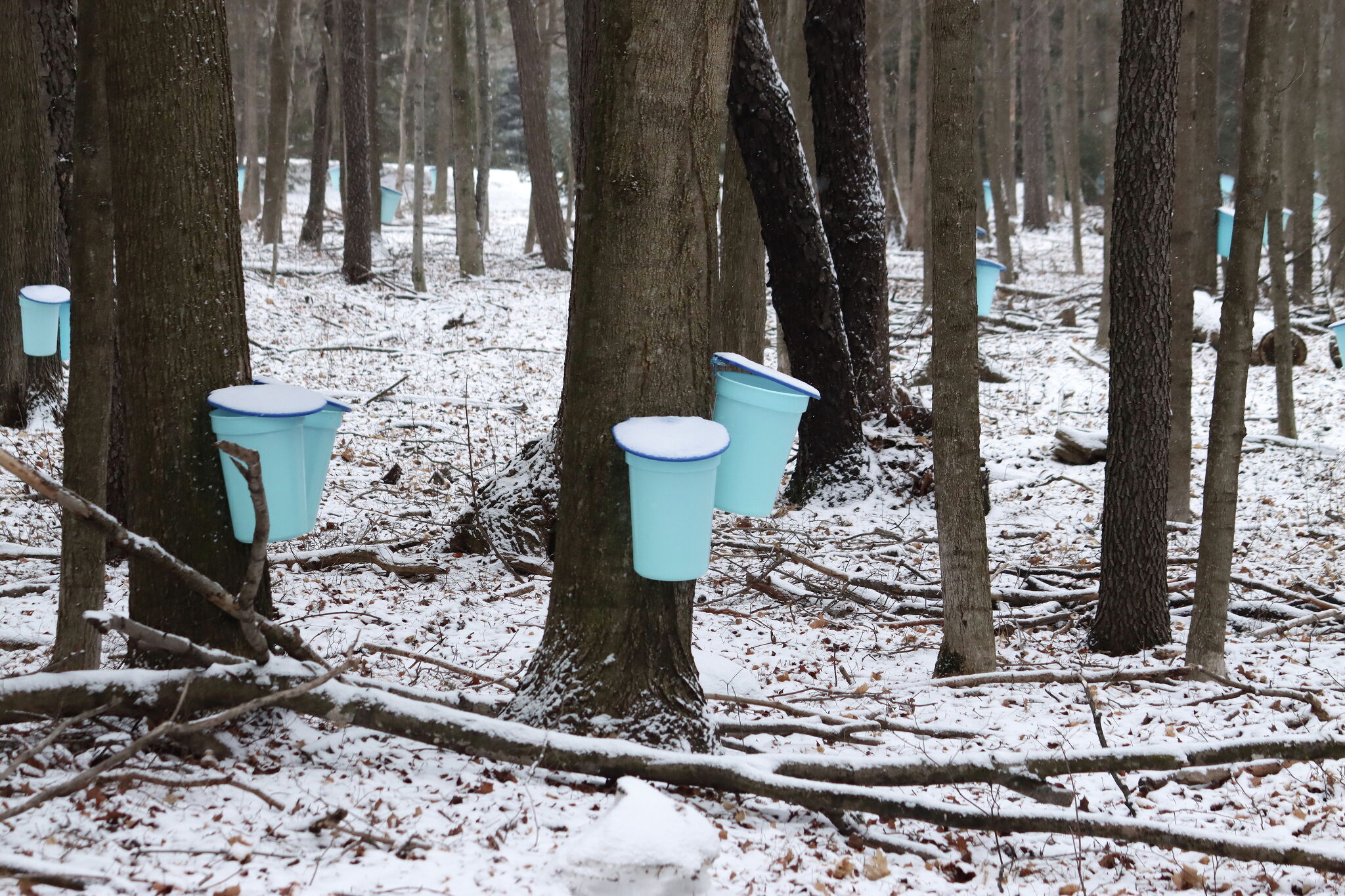 Sugarhouses in Connecticut celebrating 'Maple Weekend'
