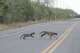 Texas is building new bridges to save endangered animals