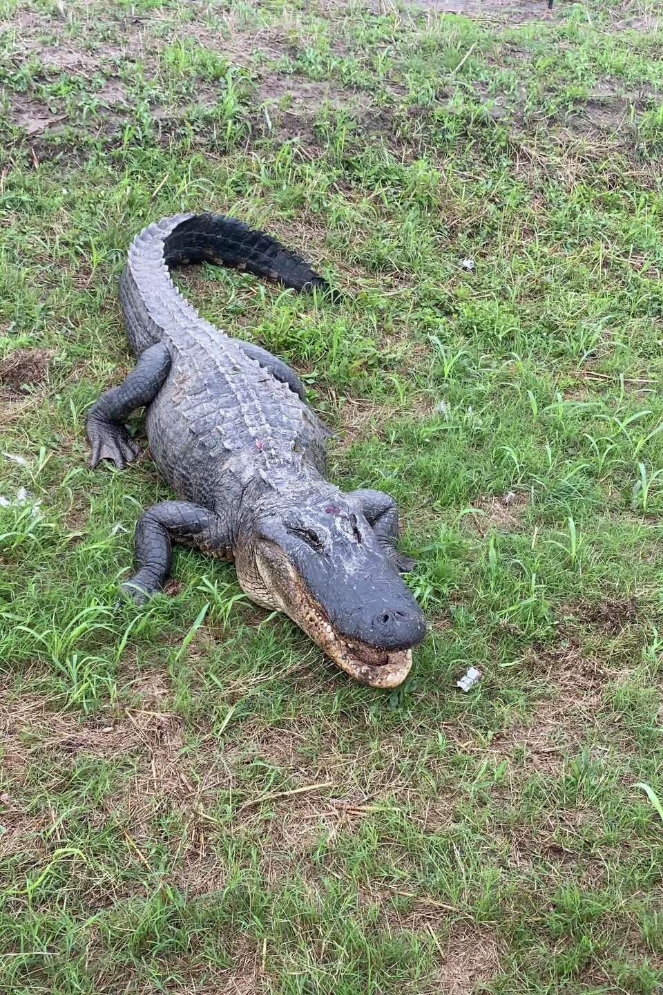 Atascosa County Animal Control corrals massive alligator