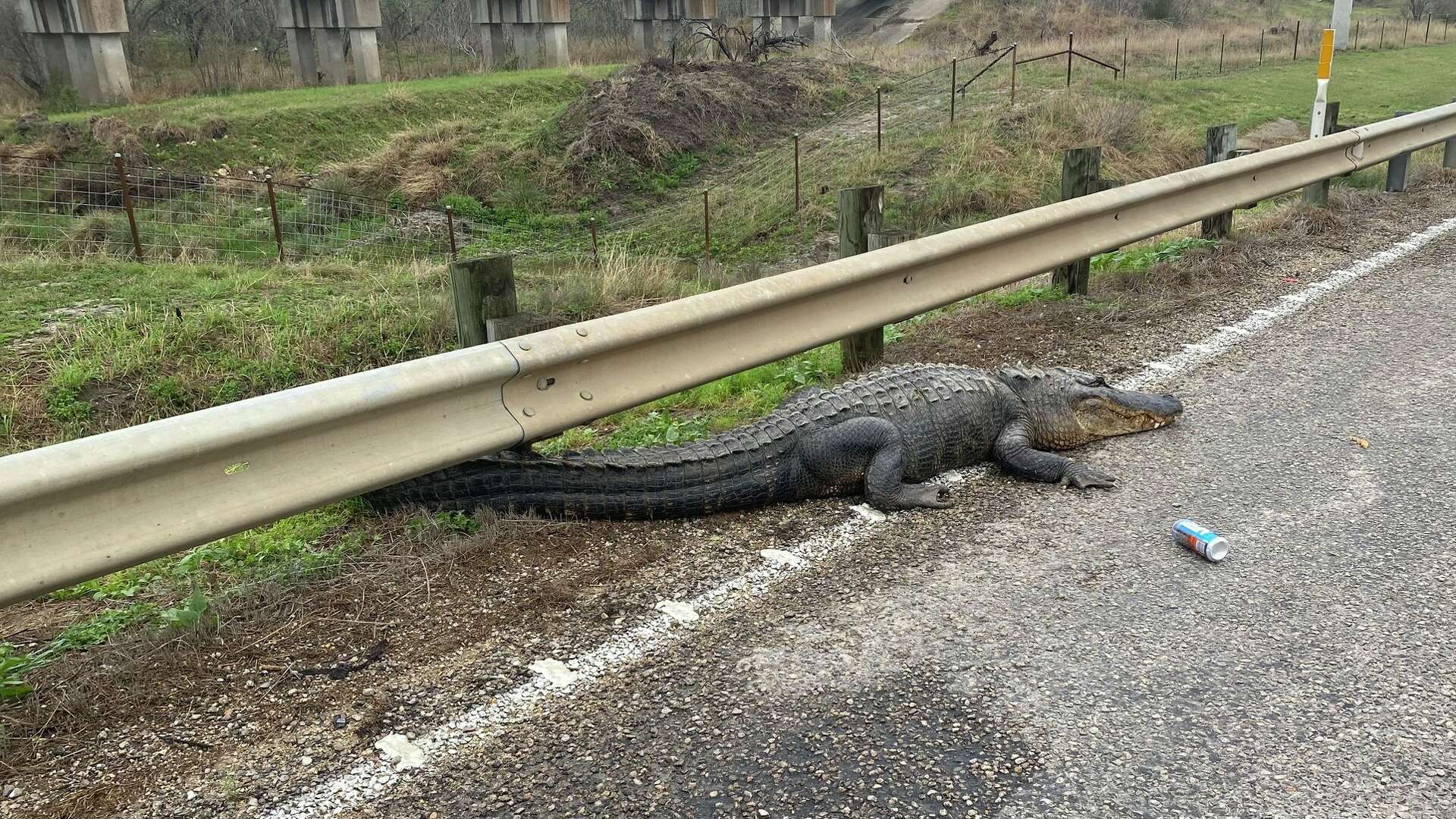 Atascosa County Animal Control corrals massive alligator