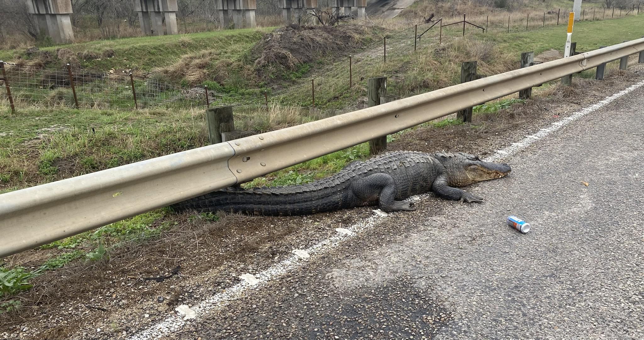 Facebook post shows large alligator on an Atascosa County road