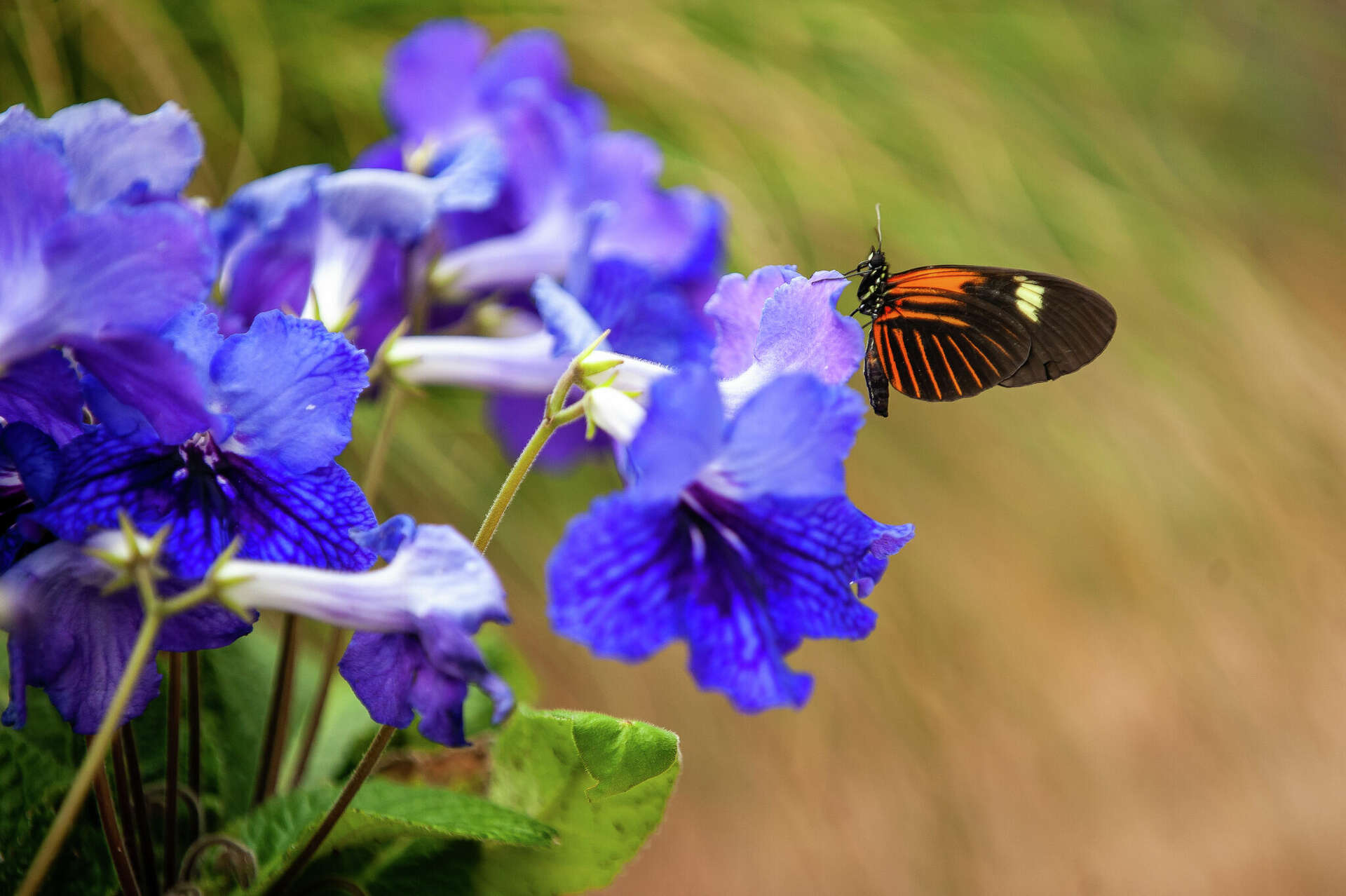 Butterflies in Bloom exhibit returns to Dow Gardens