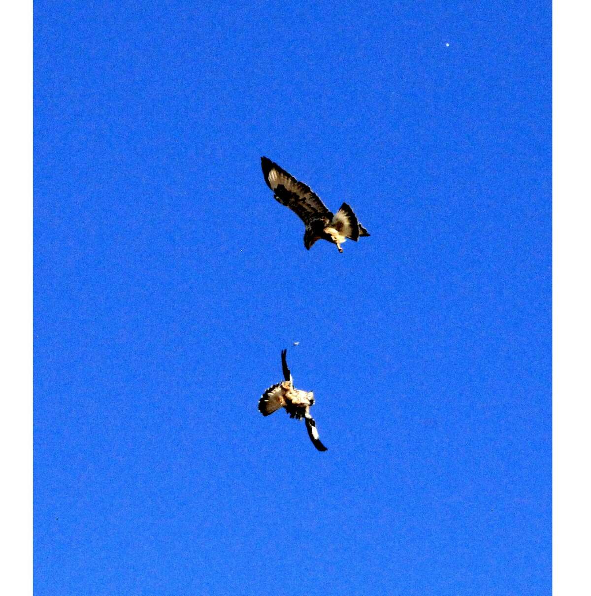 An 'eagle' that turned out to be a rough-legged hawk