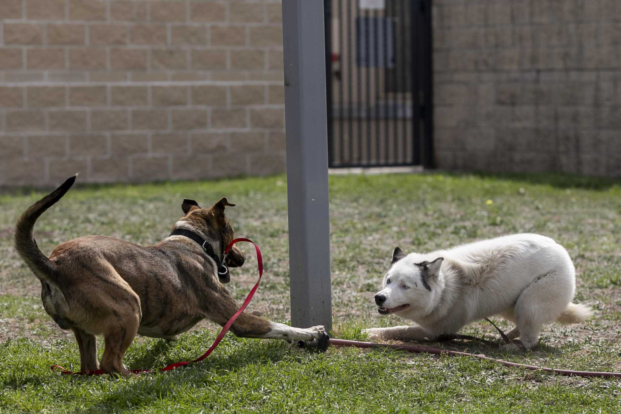 Two new spay, neuter clinics set to perform thousands of operations