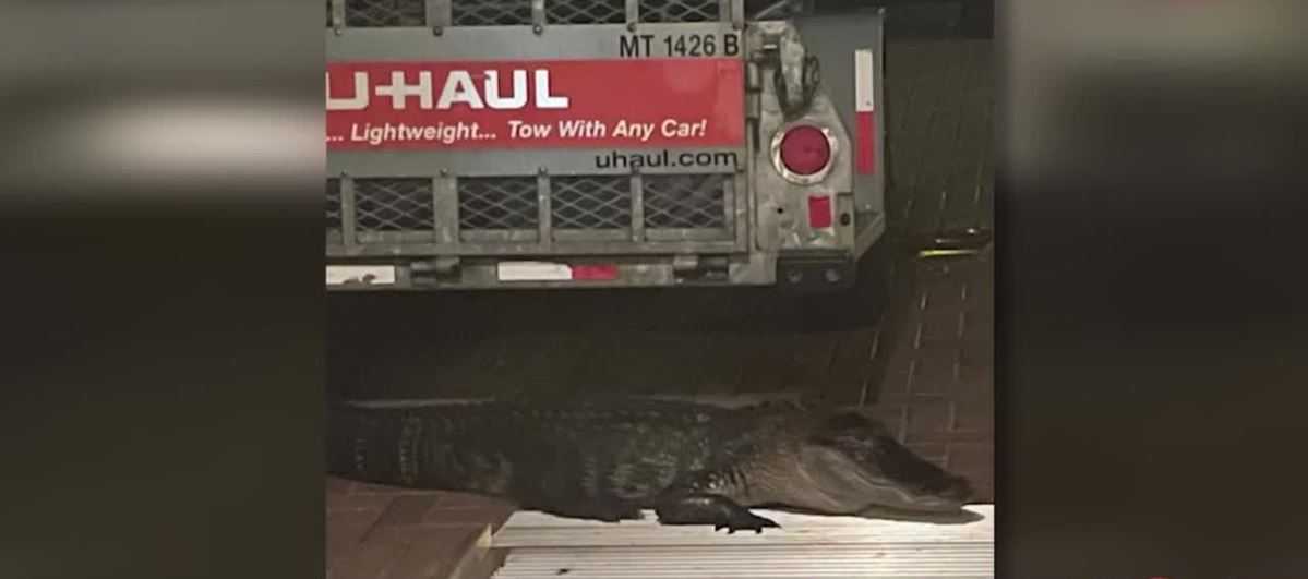 Florida man recounts being bitten by gator outside his home's front door