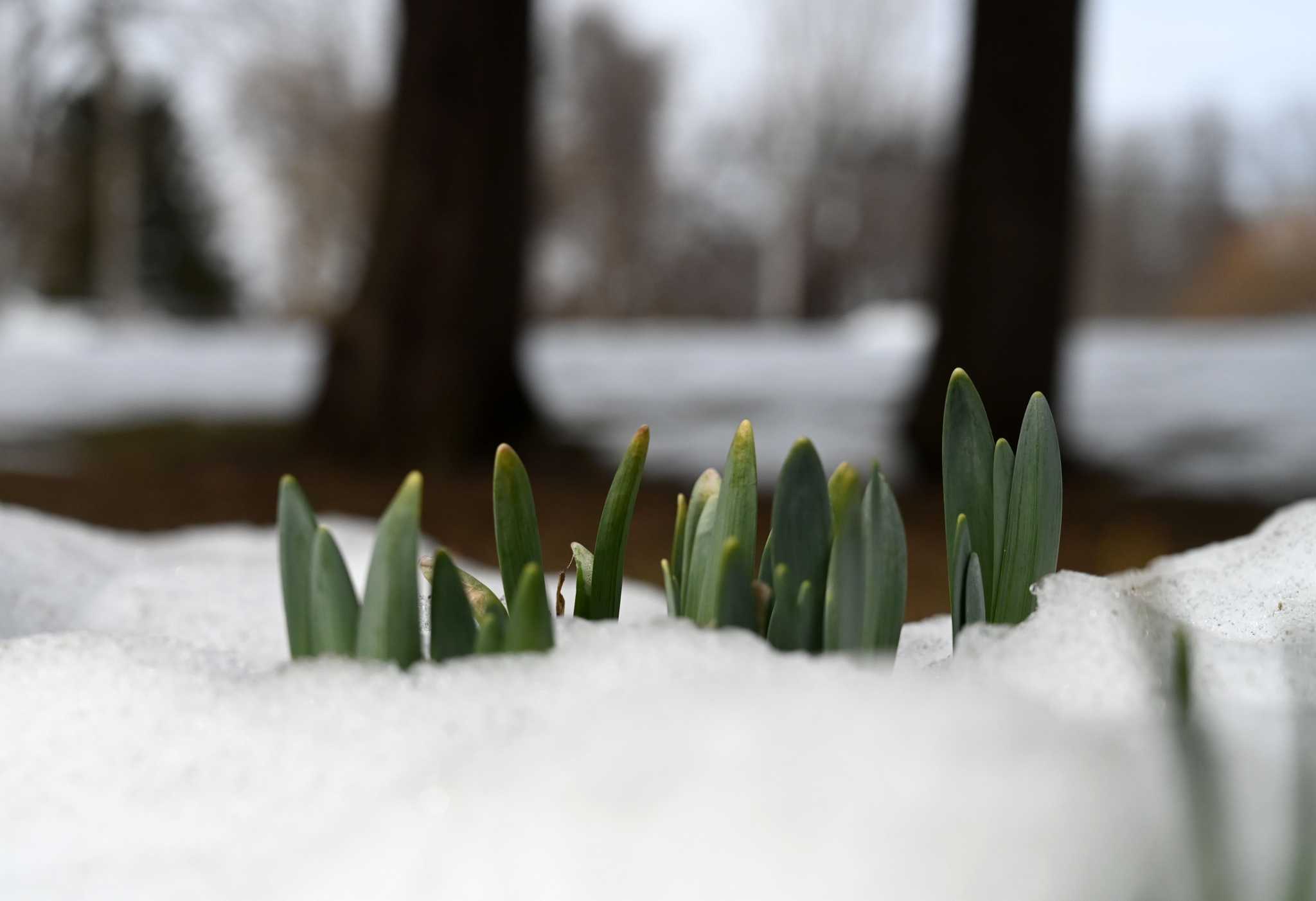 Snow's back Friday as meteorologists eye another storm next week