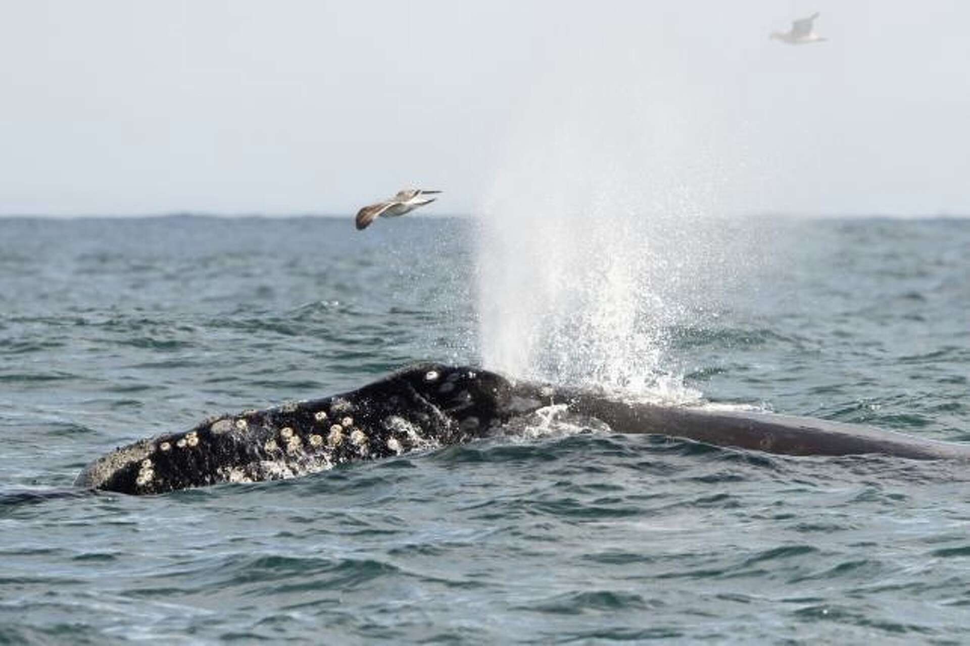 One of world's rarest whales spotted off California coast