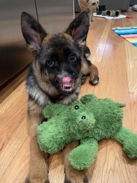 Danbury-area pup who lost nose on road to recovery, adoption