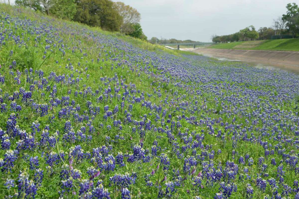 Texas wildflower season is here, and signs point to a longer run