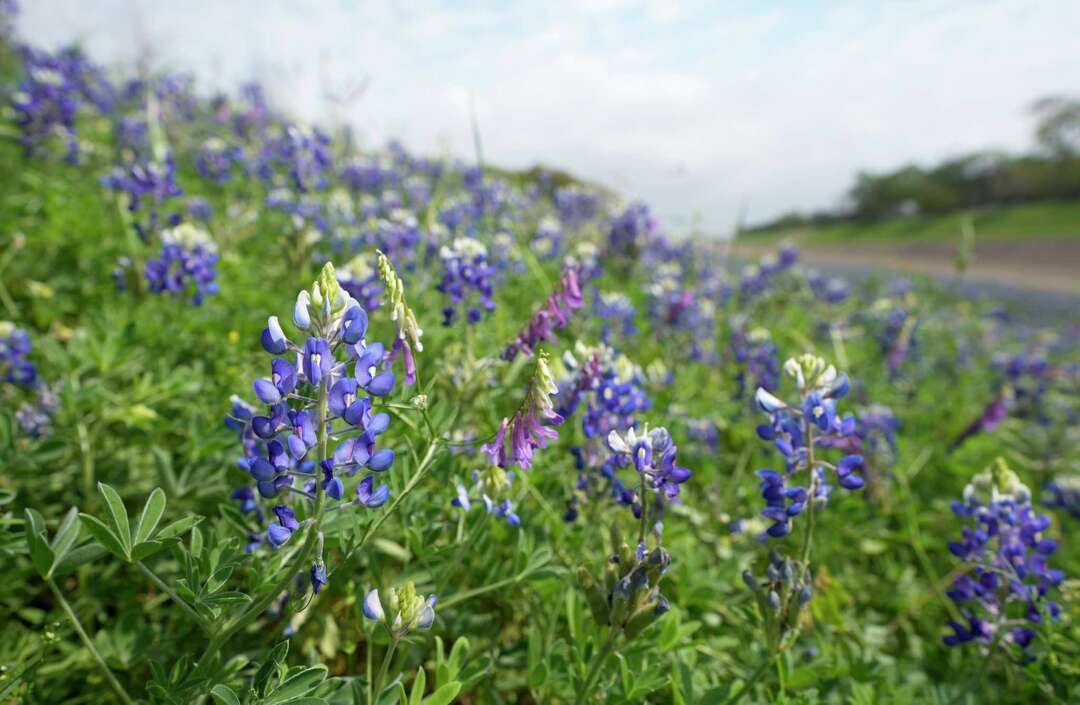 Texas bluebonnets blooming early: Will it be a banner season?