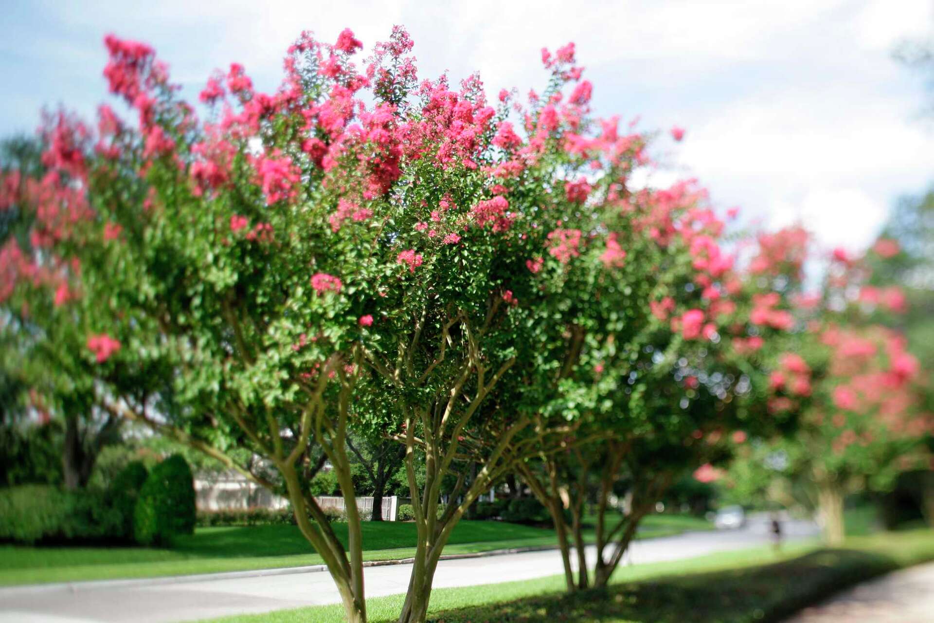 Don't commit crape murder. Texas A&M expert offers gardening tips