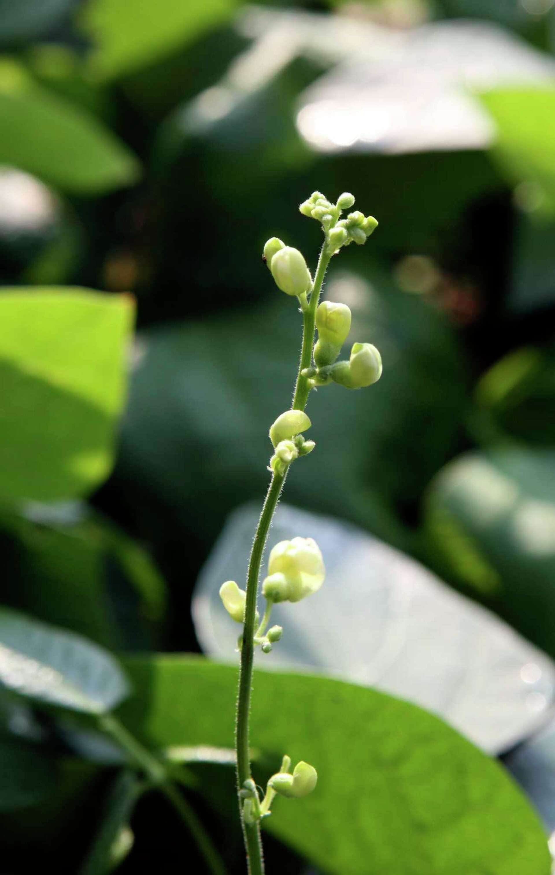 Don't commit crape murder. Texas A&M expert offers gardening tips