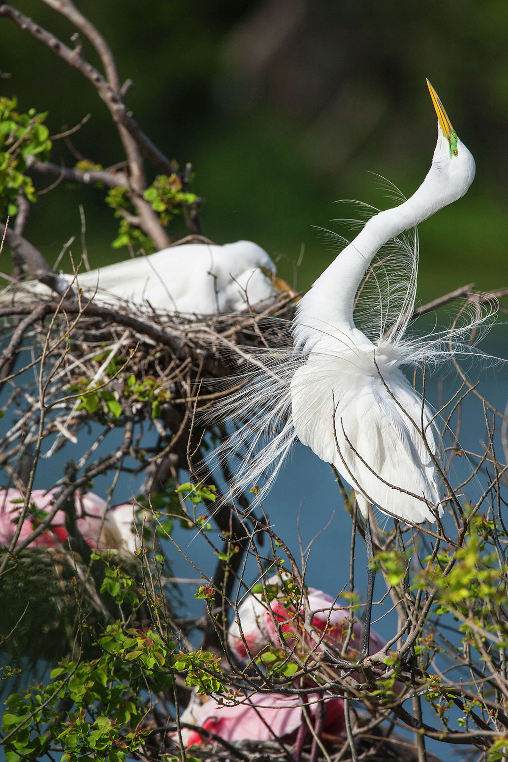 It's breeding season. Colorful waterbirds flock to High Island rookery