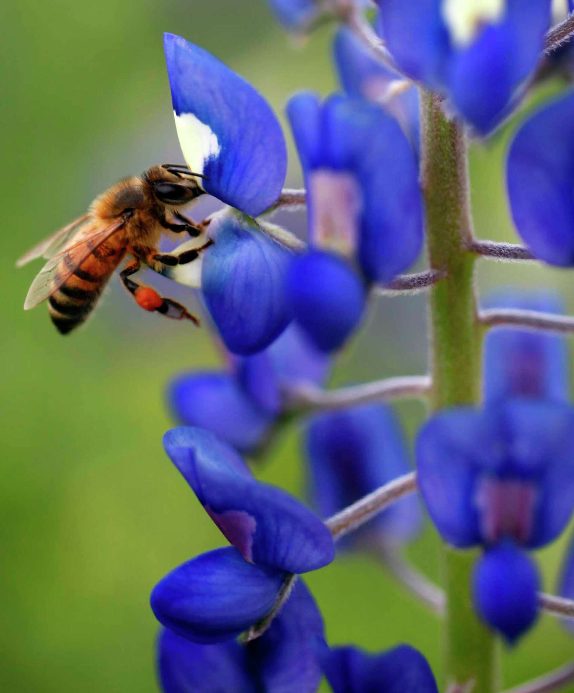 Bluebonnet season has arrived in Texas. Here’s where to find them