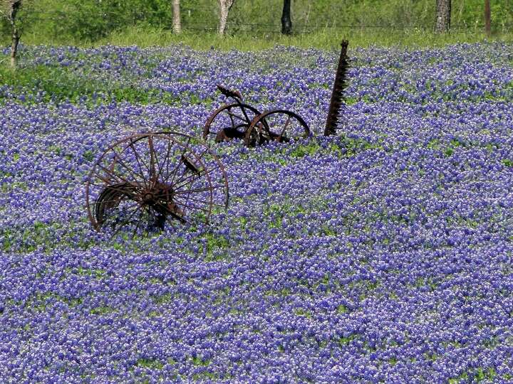 TxDOT’s new wildflower map helps drivers spot Texas blooms this spring