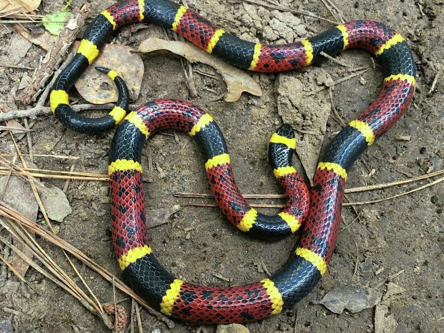 Lake Conroe is home to alligators, snakes and monster-sized fish