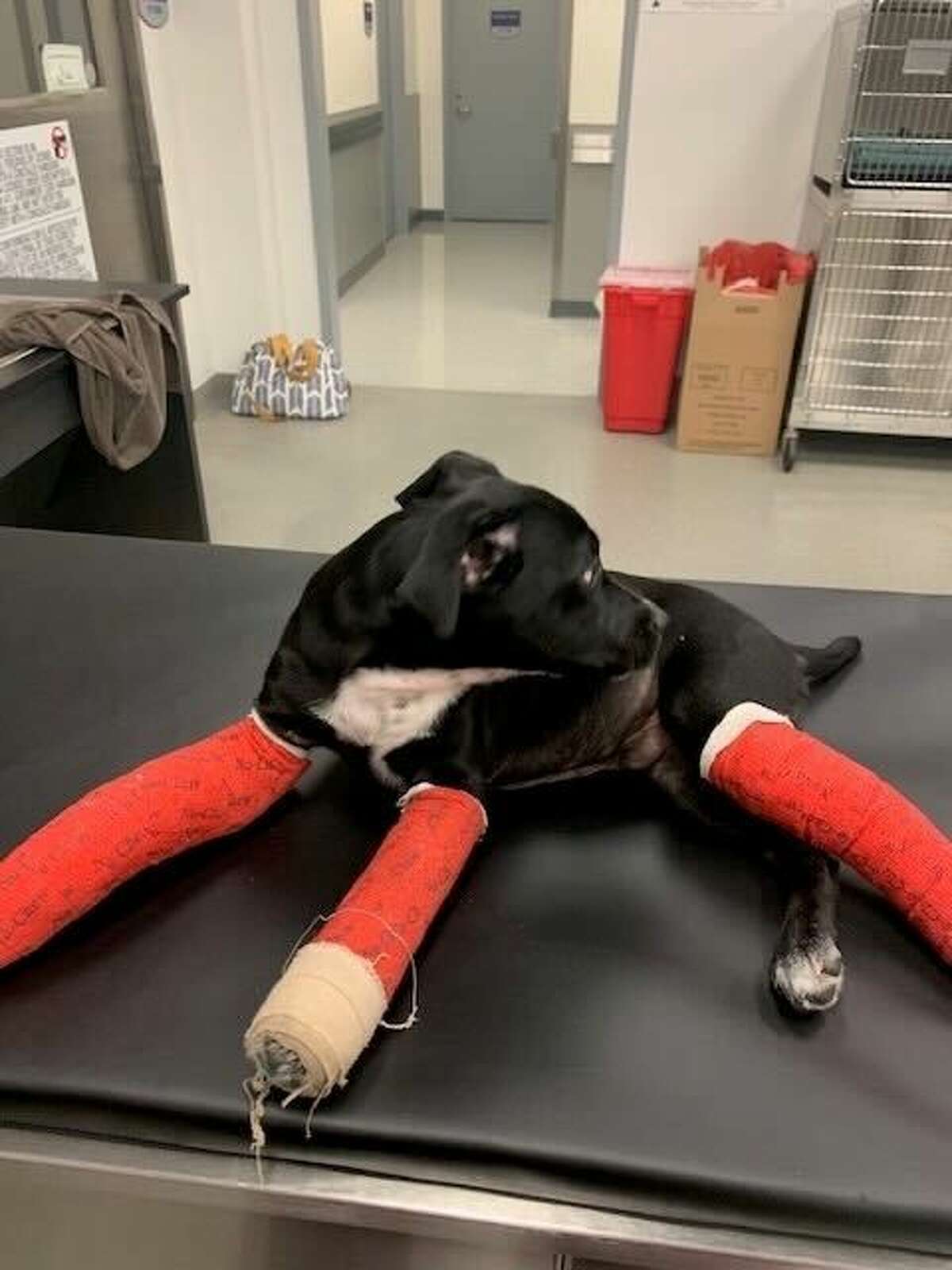 LSC-Tomball officer rescues puppy found with broken legs in hole