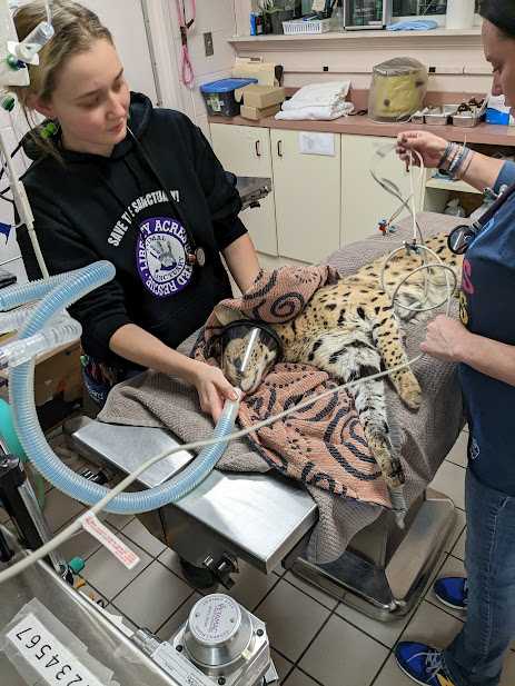 An exotic cat was recently captured in Ohio. The animal tested positive ...