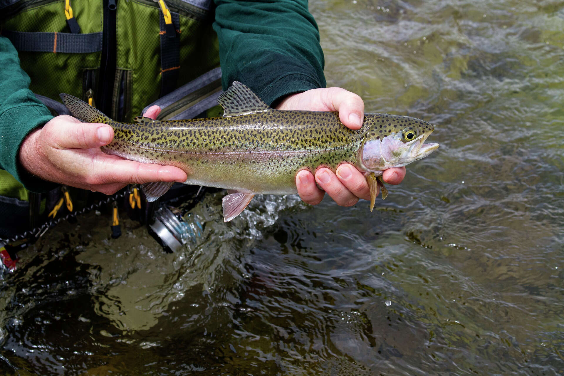 Illinois fall trout fishing season opening soon